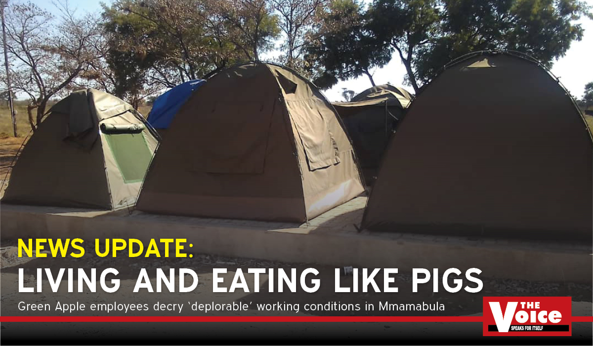 Living and eating like pigs » TheVoiceBW