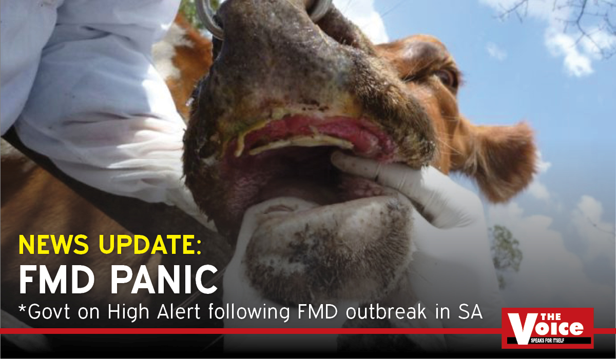 FMD panic » TheVoiceBW