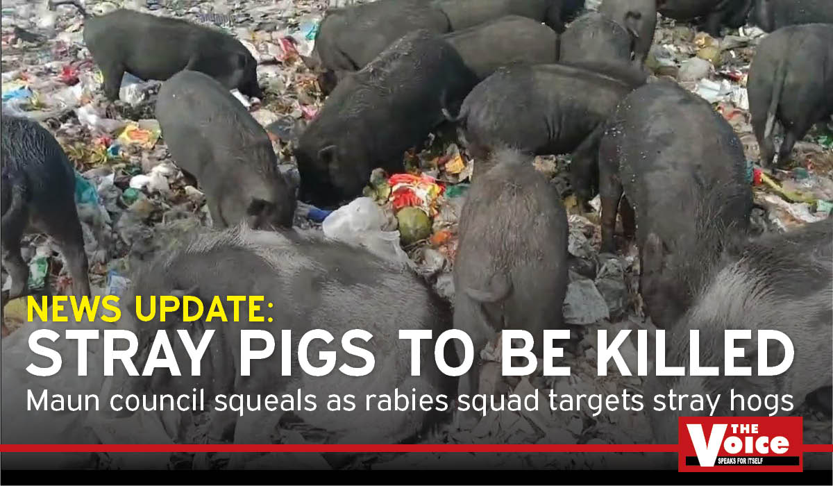 Stray pigs to be killed » TheVoiceBW